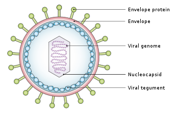Virus del herpes simple: estructura y función | Estudyando