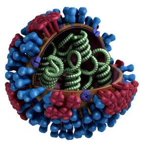 Infecciones virales comunes: tipos, síntomas y tratamiento | Estudyando