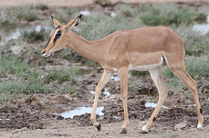 Datos sobre el Impala | Estudyando