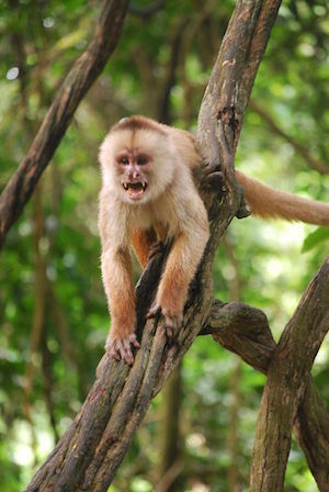 Tipos de monos capuchinos: cara blanca y cara blanca | Estudyando