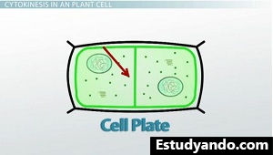 Placa celular: Definición y formación | Estudyando