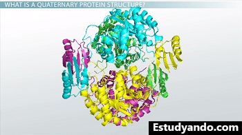 Estructura cuaternaria de la proteína: definición y descripción general ...