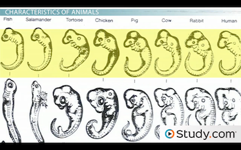 La evolución de los animales: importancia e historia evolutiva | Estudyando