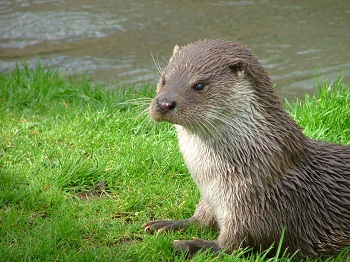 Nutria euroasiática: hábitat, dieta, vida útil y hechos | Estudyando