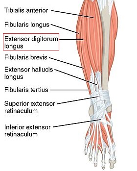 Músculo extensor largo: Acción, origen e inserción | Estudyando