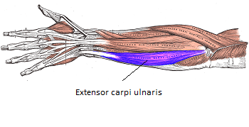 Extensor Carpi Ulnaris: Origen, Inserción y Acción | Estudyando