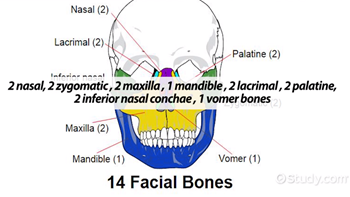 Los 14 huesos faciales: anatomía y funciones | Estudyando