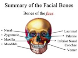 Los 14 huesos faciales: anatomía y funciones | Estudyando
