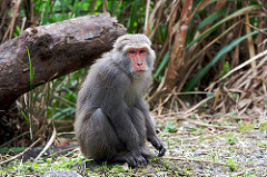 Macaco de roca de Formosa: hábitat, dieta y hechos | Estudyando