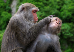 Macaco de roca de Formosa: hábitat, dieta y hechos | Estudyando