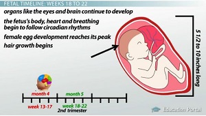 Desarrollo fetal en el segundo trimestre | Estudyando