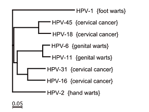 Virus del VPH: estructura y función | Estudyando