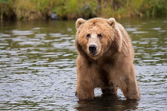 Datos sobre el oso Kodiak | Estudyando