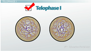 Etapas de la meiosis I: profase I, metafase I, anafase I y telofase I ...