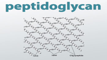 Peptidoglicano: Definición, Función y Estructura | Estudyando