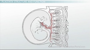 La placenta y el feto: estructura y función | Estudyando