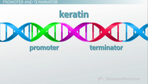 Transcripción de ARN mensajero (ARNm) a partir de ADN | Estudyando