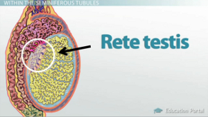 Anatomía testicular: estructura, términos y diagramas | Estudyando