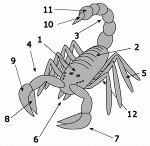 Escorpiones: ciclo de vida y reproducción | Estudyando
