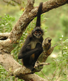 Datos sobre los Monos de la Selva Tropical | Estudyando