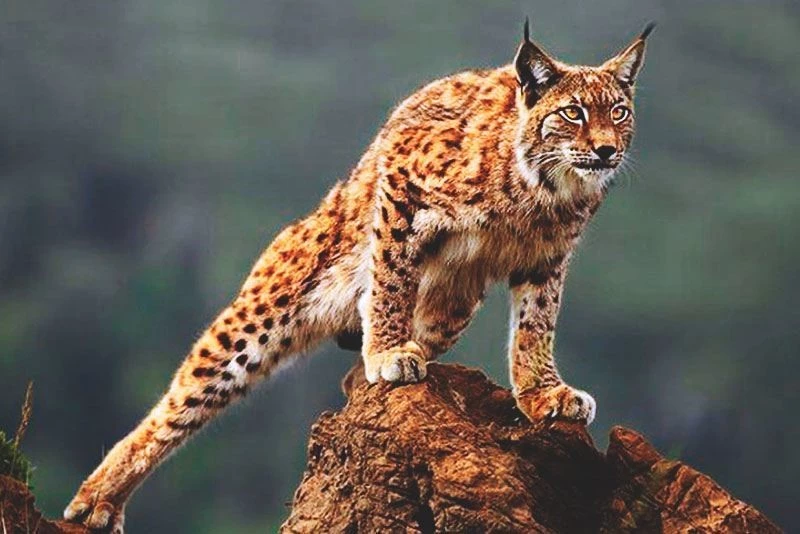 Lince rojo: Hábitat, Características, Ciclo de vida y Alimentación ...