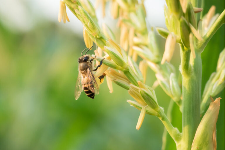 Flores completas e incompletas: Definición, estructura y ejemplos ...